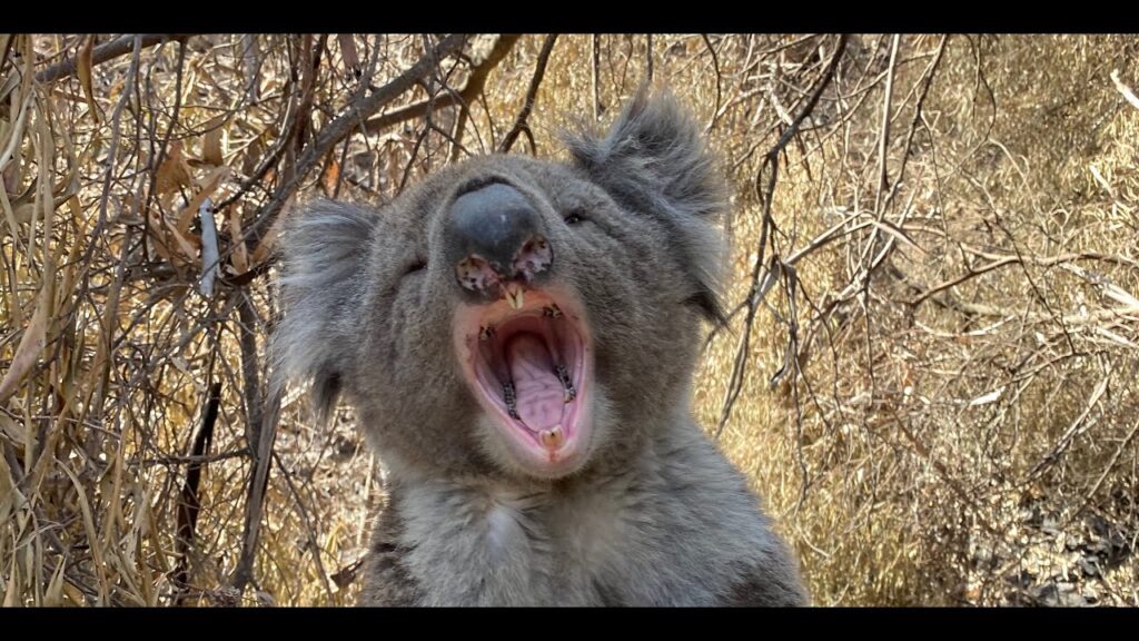 Koala Identification - Koala Snap
