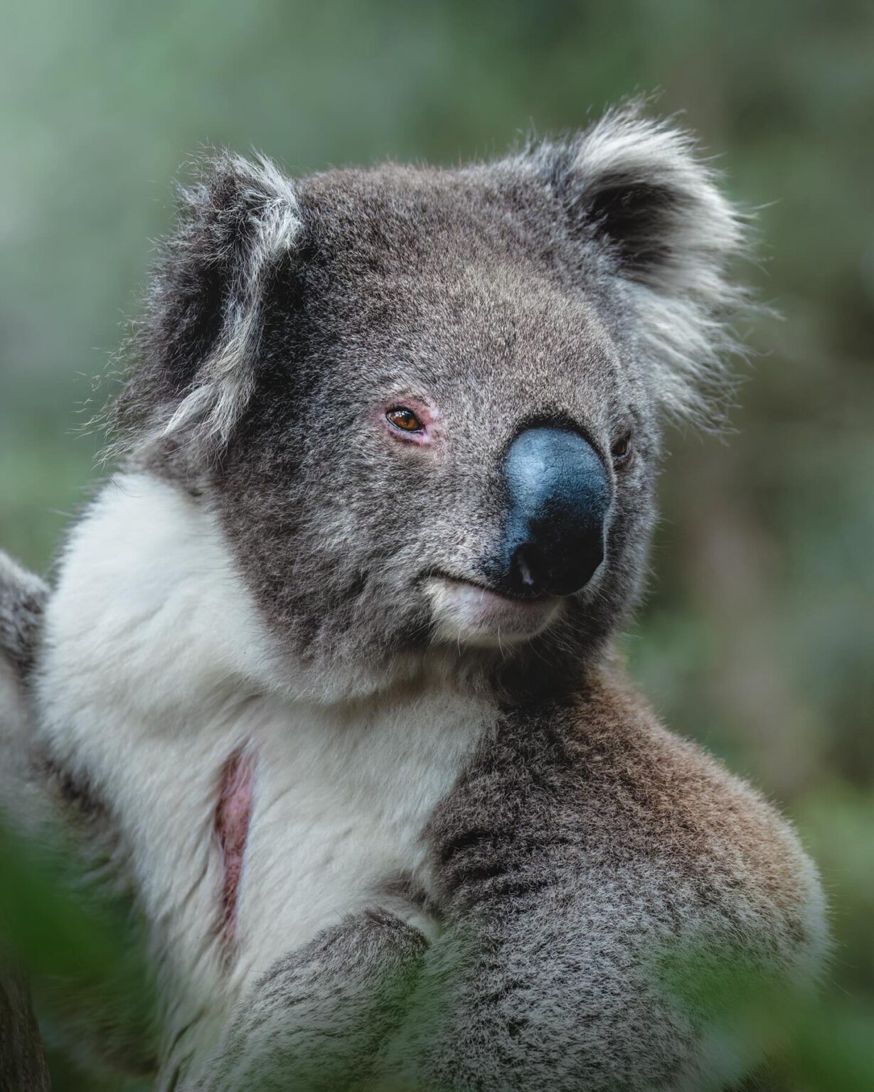 Koala Identification - Koala Snap
