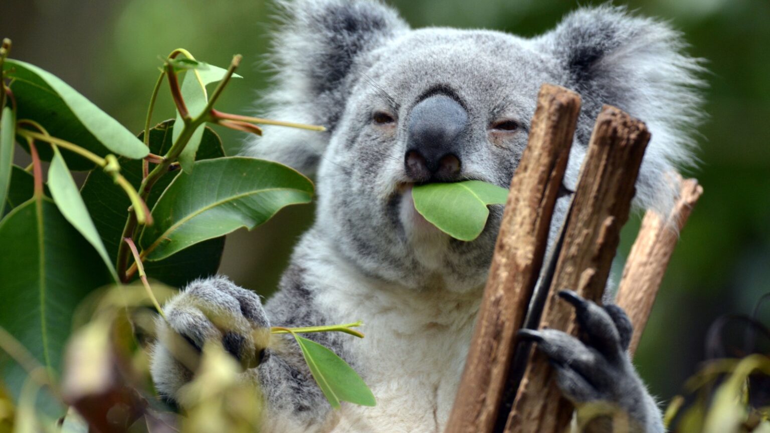 Fun Facts - Koala Snap