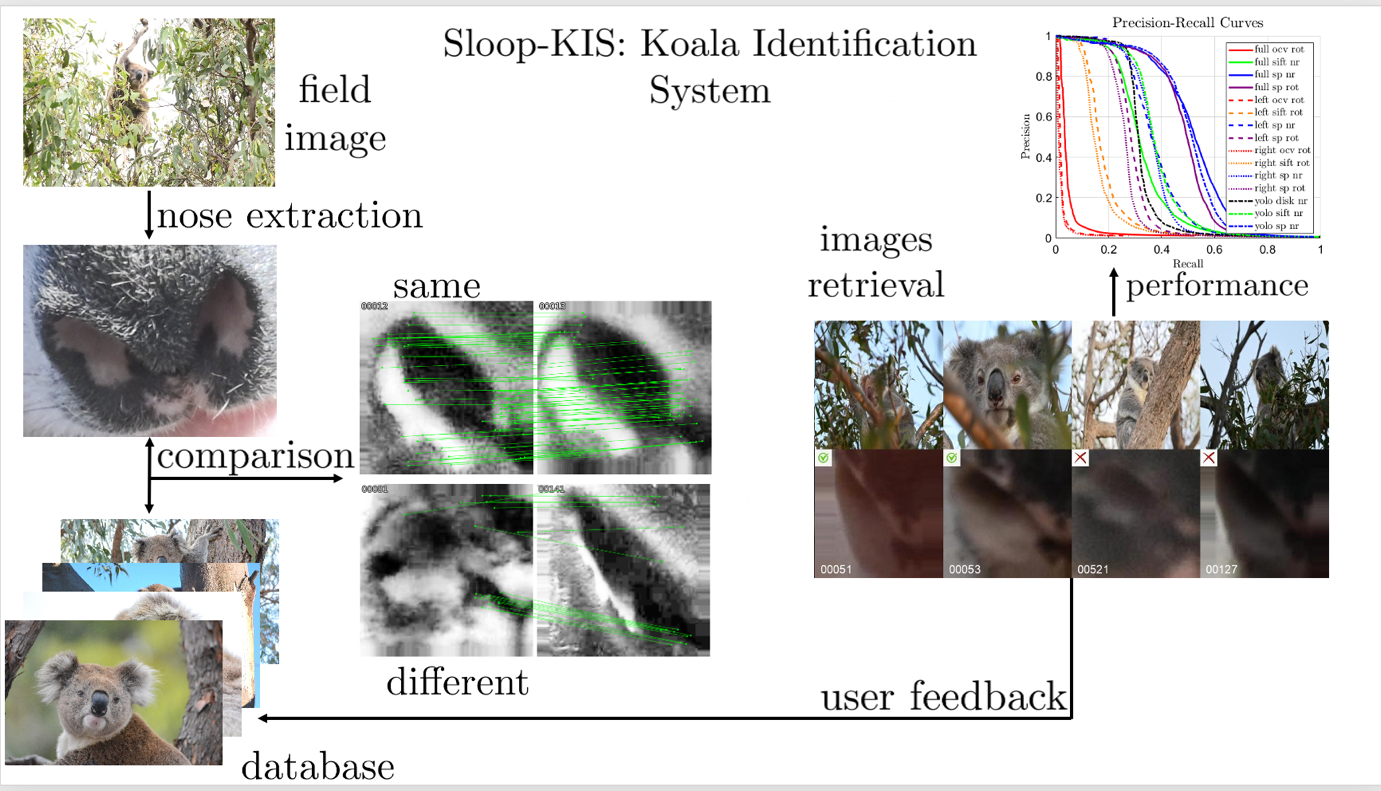 Koala Identification - Koala Snap