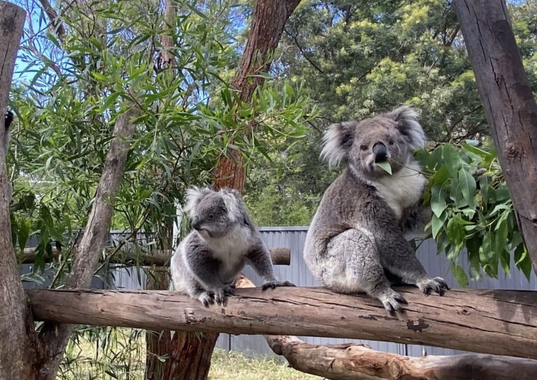 Koala Identification - Koala Snap